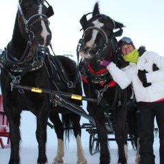 Gallery | Park City Sleigh Rides